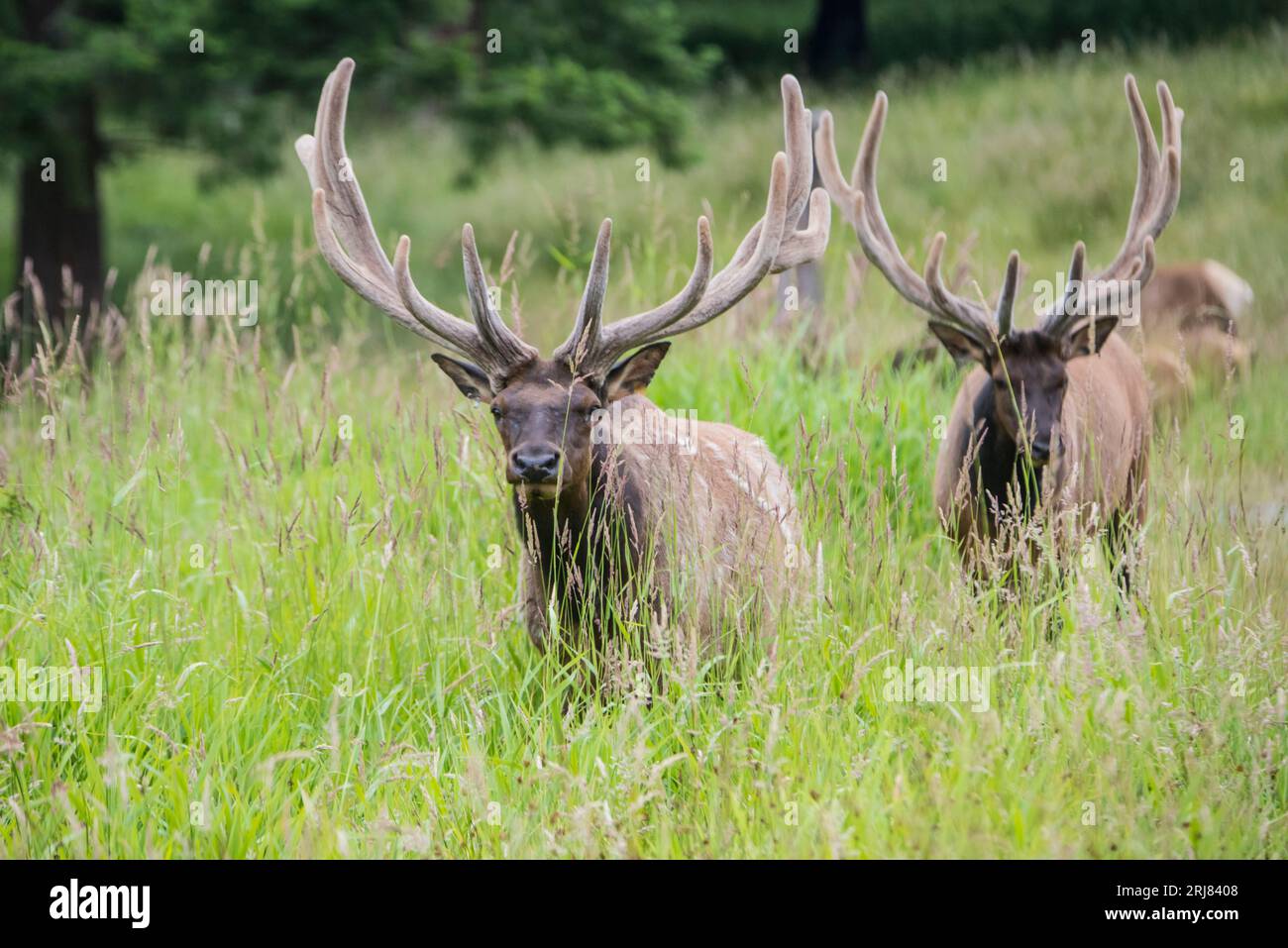 Two captive bull Roosevelt elk in velvet, standing in tall grass ...