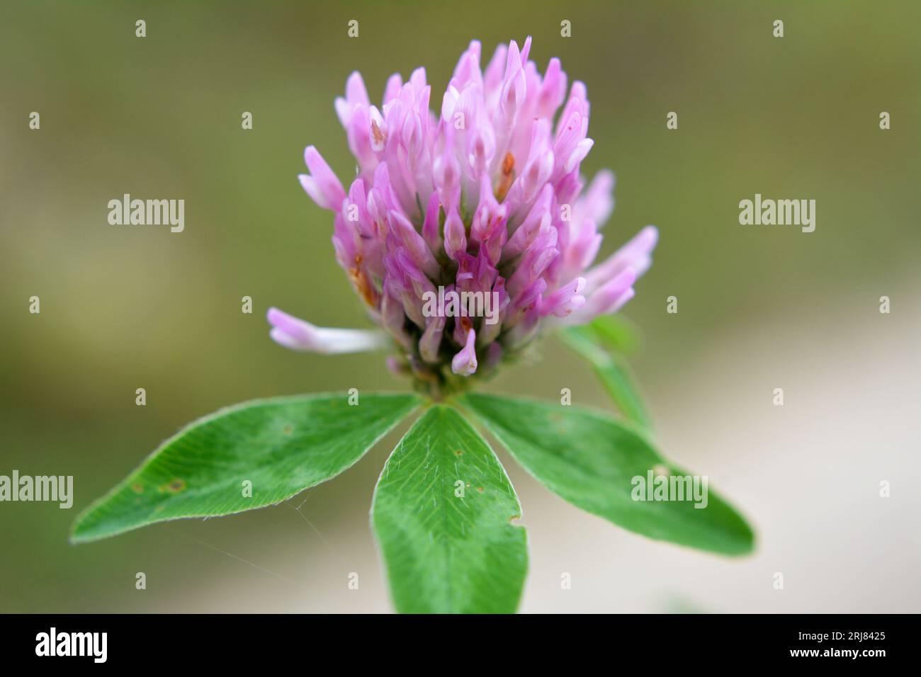 Blossom of red clover, which is a valuable animal feed Stock Photo - Alamy