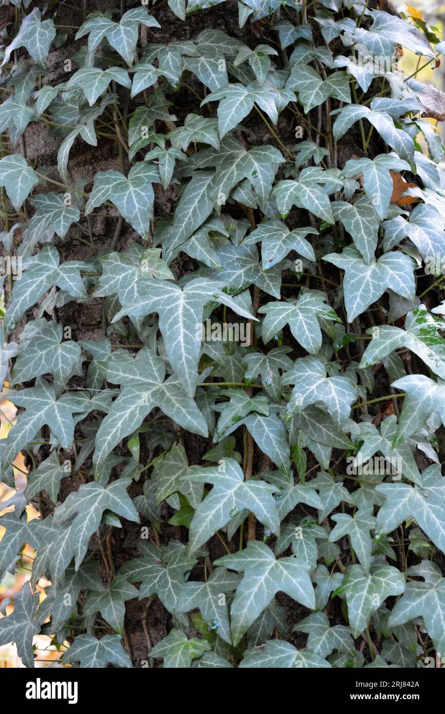 Ivy (Hedera helix) is a wild evergreen climbing plant that stretches ...