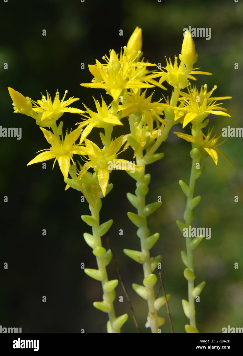 In the wild stonecrop (Sedum acre) grows on rocky soils Stock Photo - Alamy