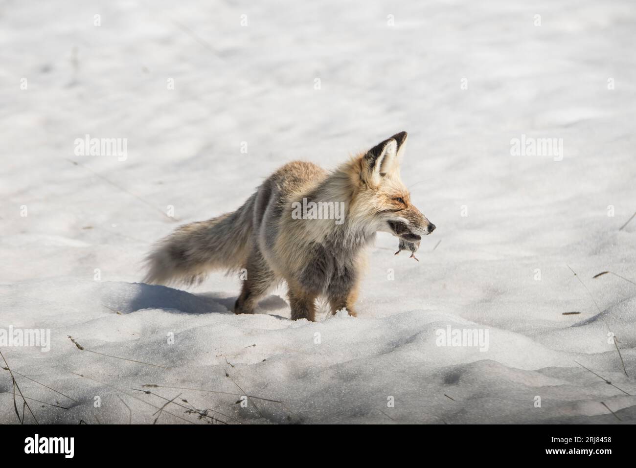 A wild adult red fox captures mice or voles to feed to growing pups in ...