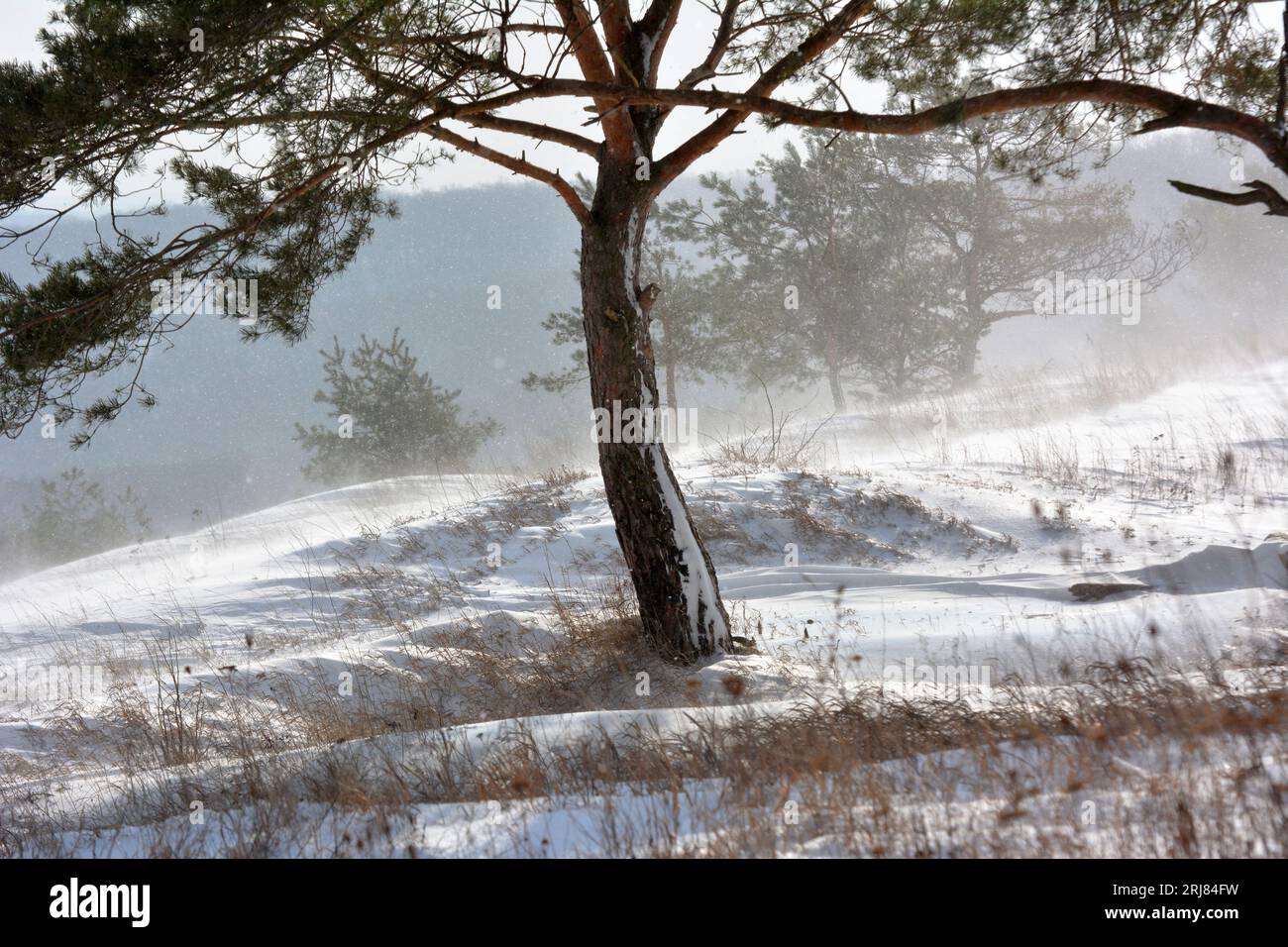 Winter blizzard with wind, snow and frost Stock Photo - Alamy