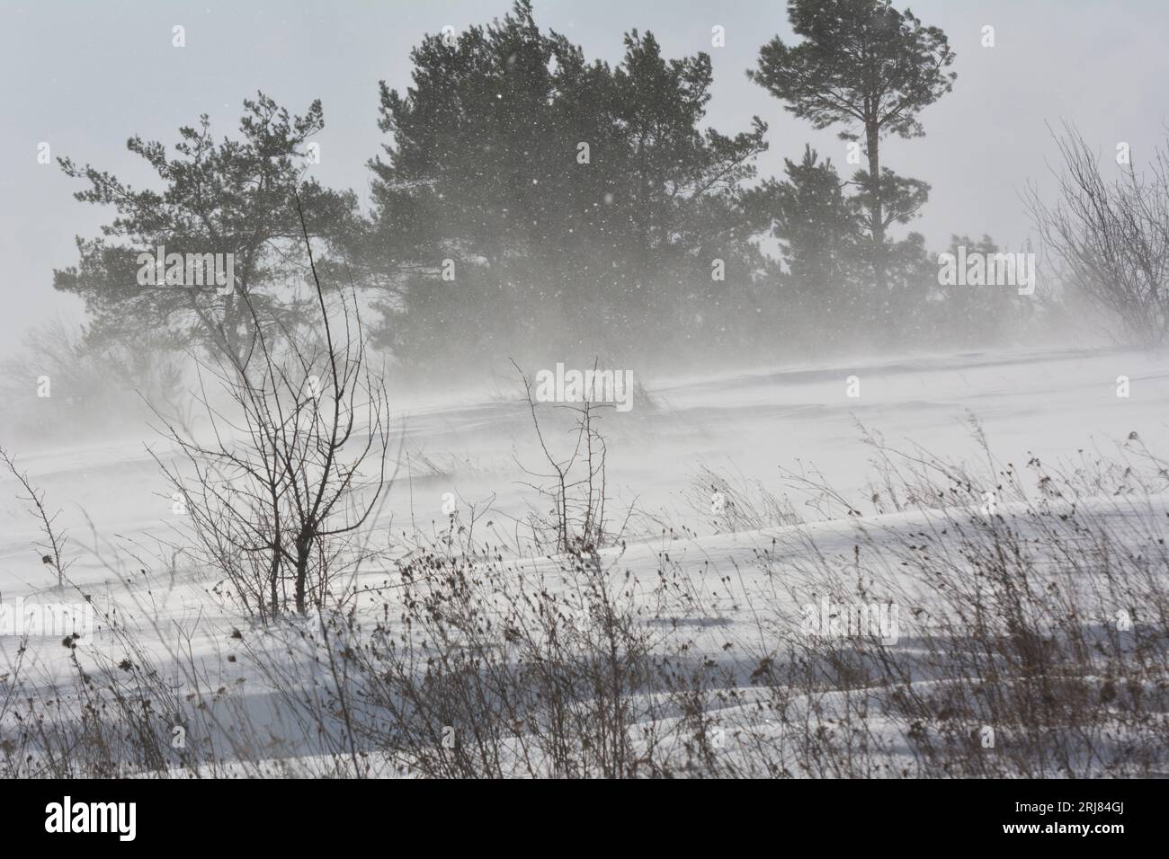 Winter blizzard with wind, snow and frost Stock Photo - Alamy