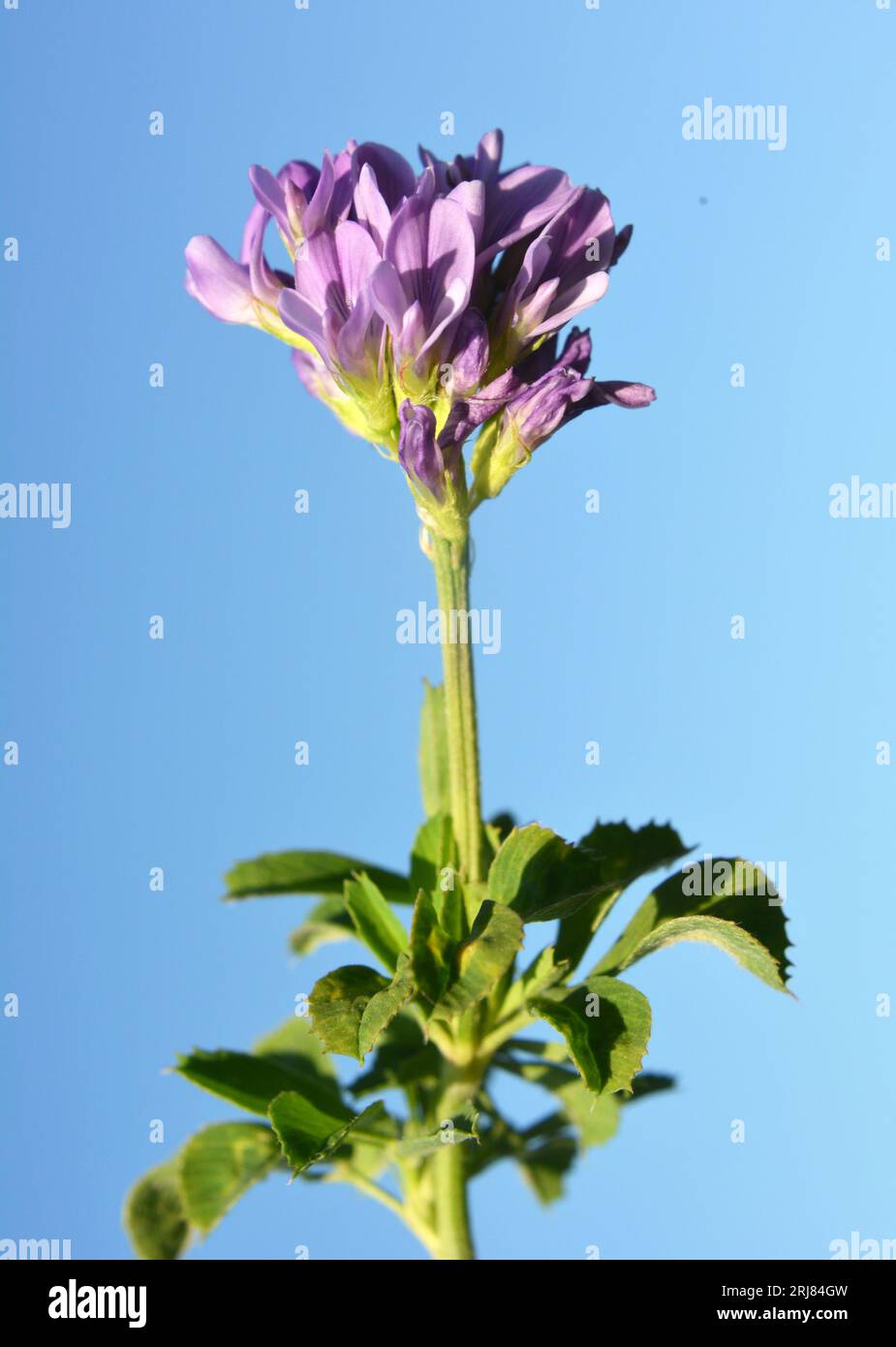 The field is blooming alfalfa, which is a valuable animal feed Stock ...