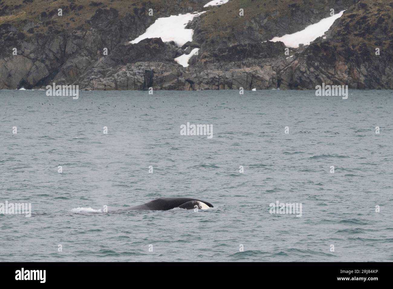 Greenland, Baffin Bay, Cape York about 76° North. Bowhead whale ...