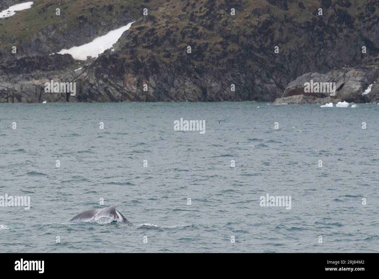 Greenland, Baffin Bay, Cape York about 76° North. Bowhead whale fluke ...