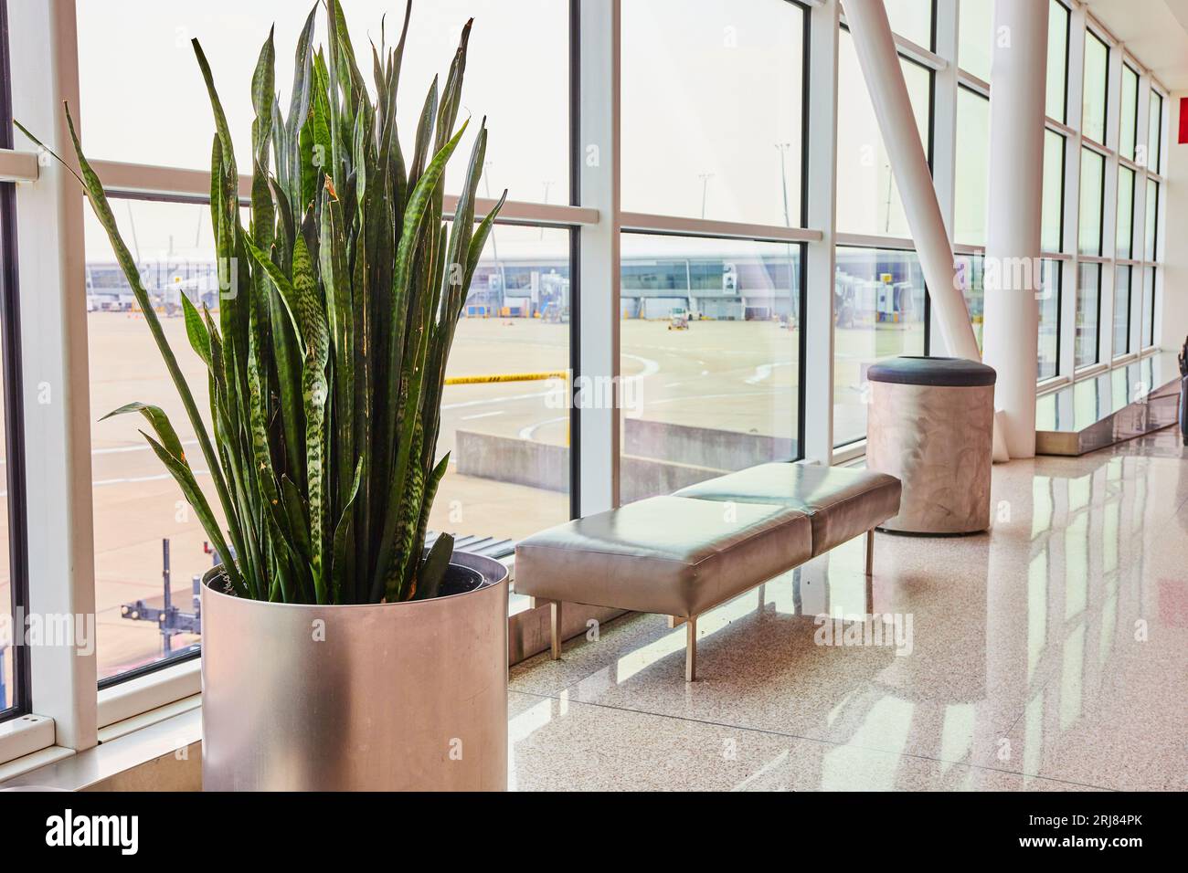Generic airport hallway with green plant and bench beside windows with ...