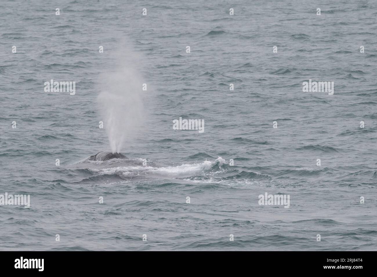 Greenland, Baffin Bay, Cape York about 76° North. Bowhead whale blow ...