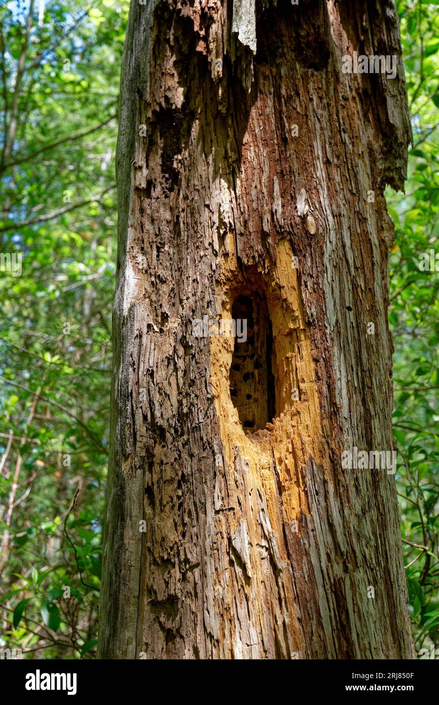 A large cavity in a rotting tree made by a woodpecker able to see ...