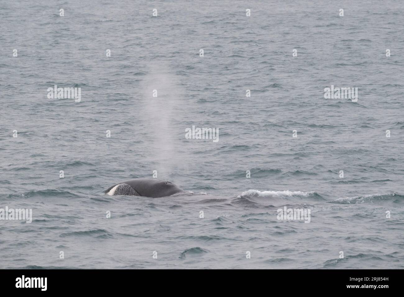 Greenland, Baffin Bay, Cape York about 76° North. Bowhead whale blow ...