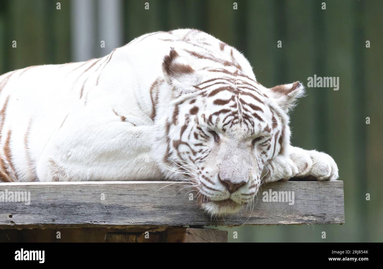 White tiger / bleached tiger (Panthera tigris) pigmentation variant of ...