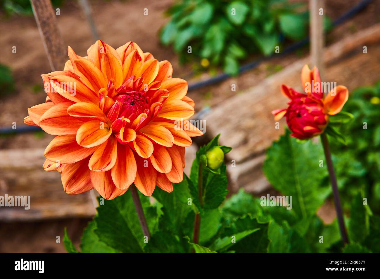 Orange and yellow flower blooming beside budding flower and one in ...