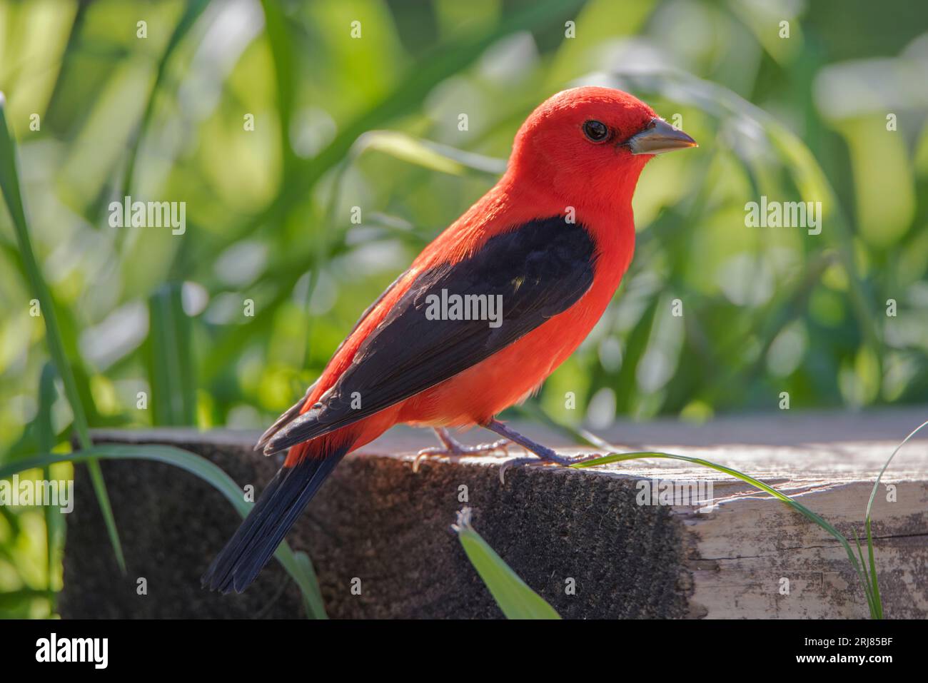 A male scarlet tanager, red and black, poses on a fence rail at ...
