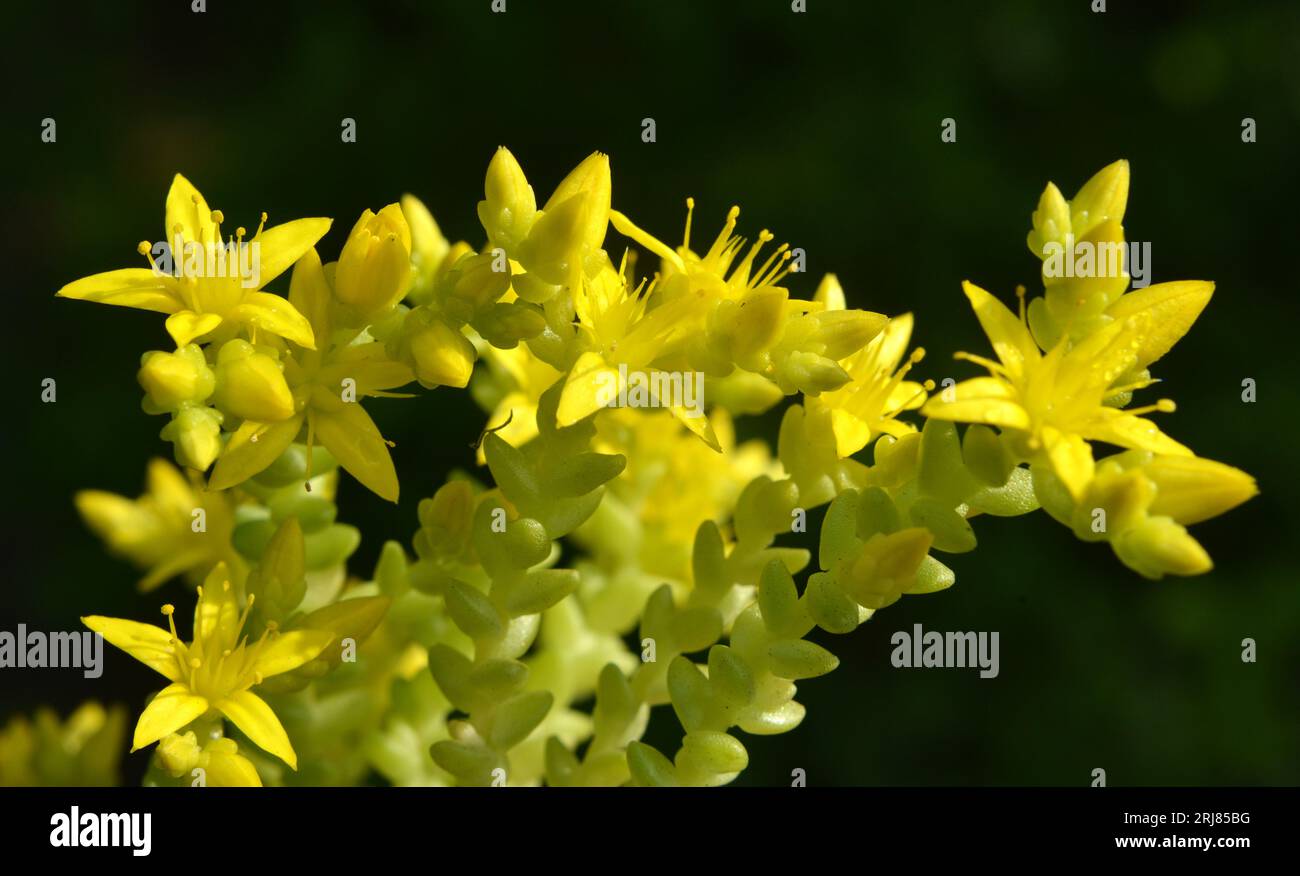 In the wild stonecrop (Sedum acre) grows on rocky soils Stock Photo - Alamy