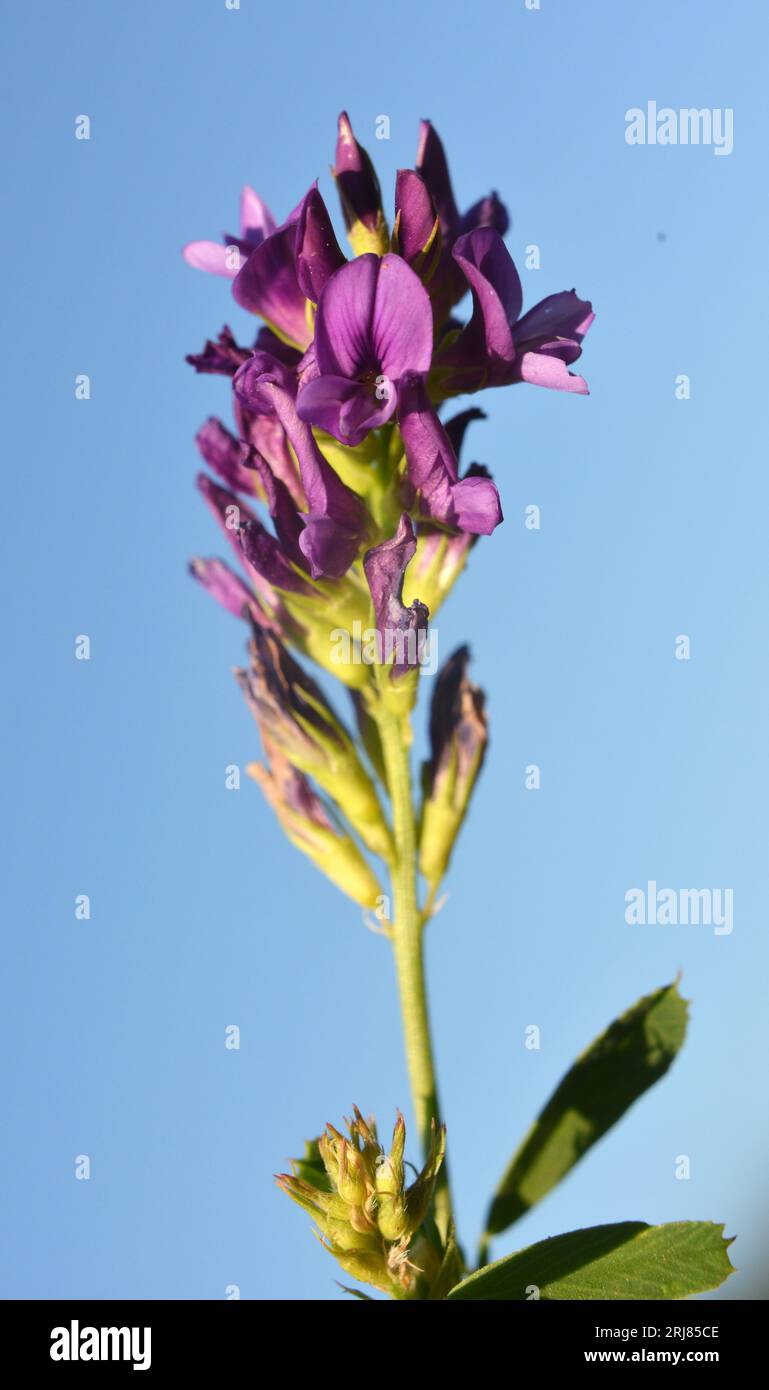 The field is blooming alfalfa, which is a valuable animal feed Stock ...