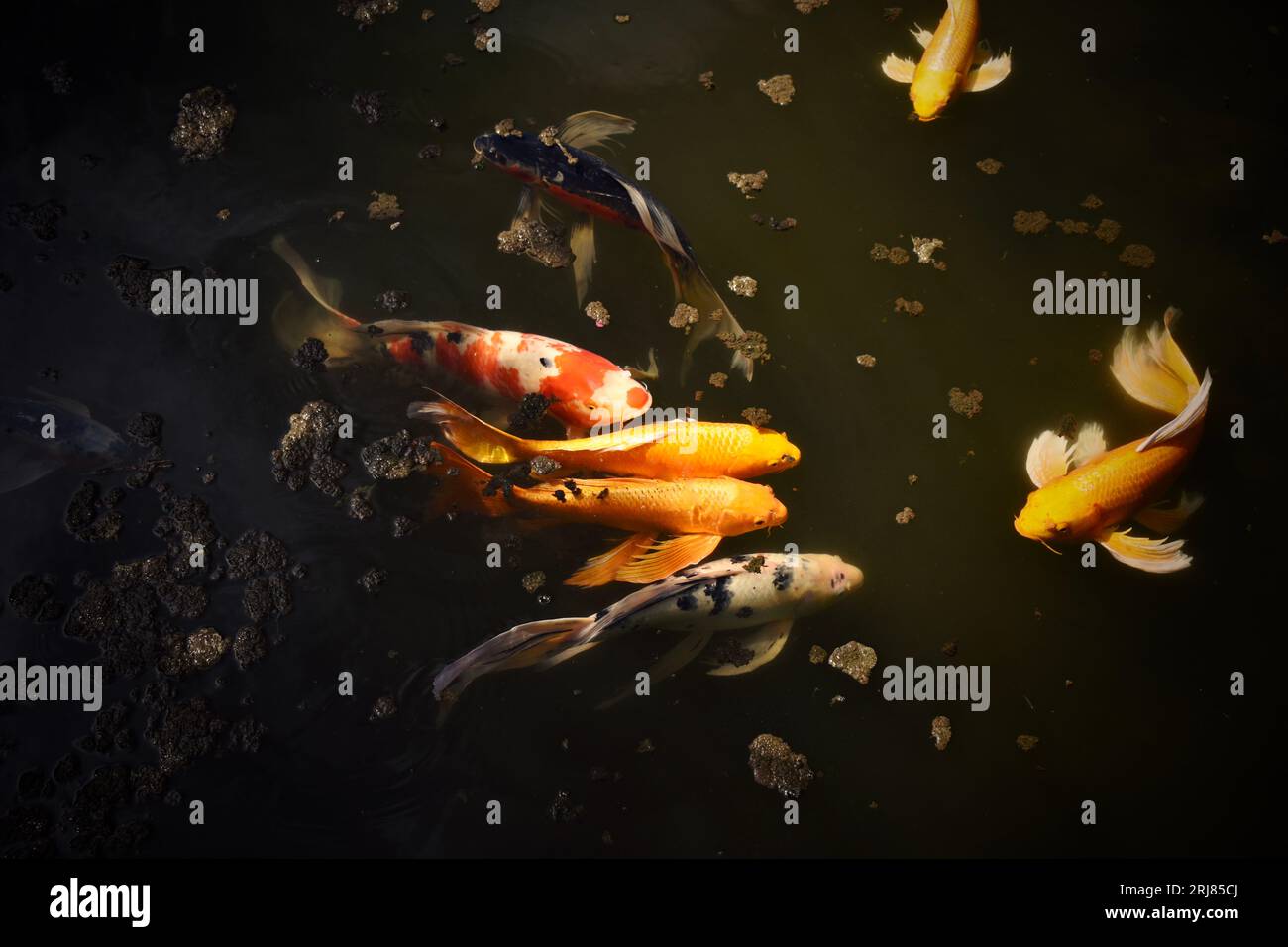 Koi fish japanese garden hi-res stock photography and images - Alamy