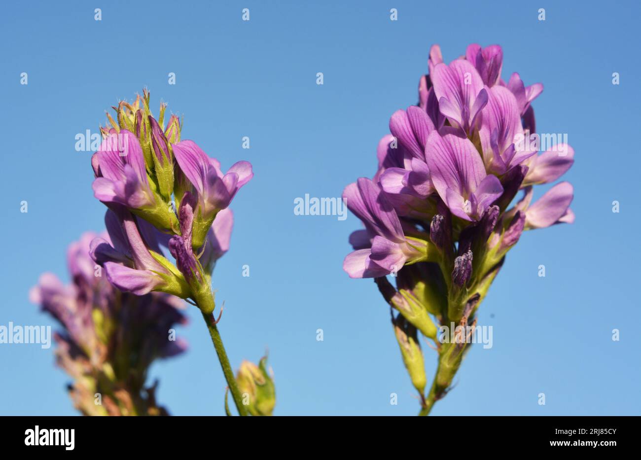 The field is blooming alfalfa, which is a valuable animal feed Stock ...