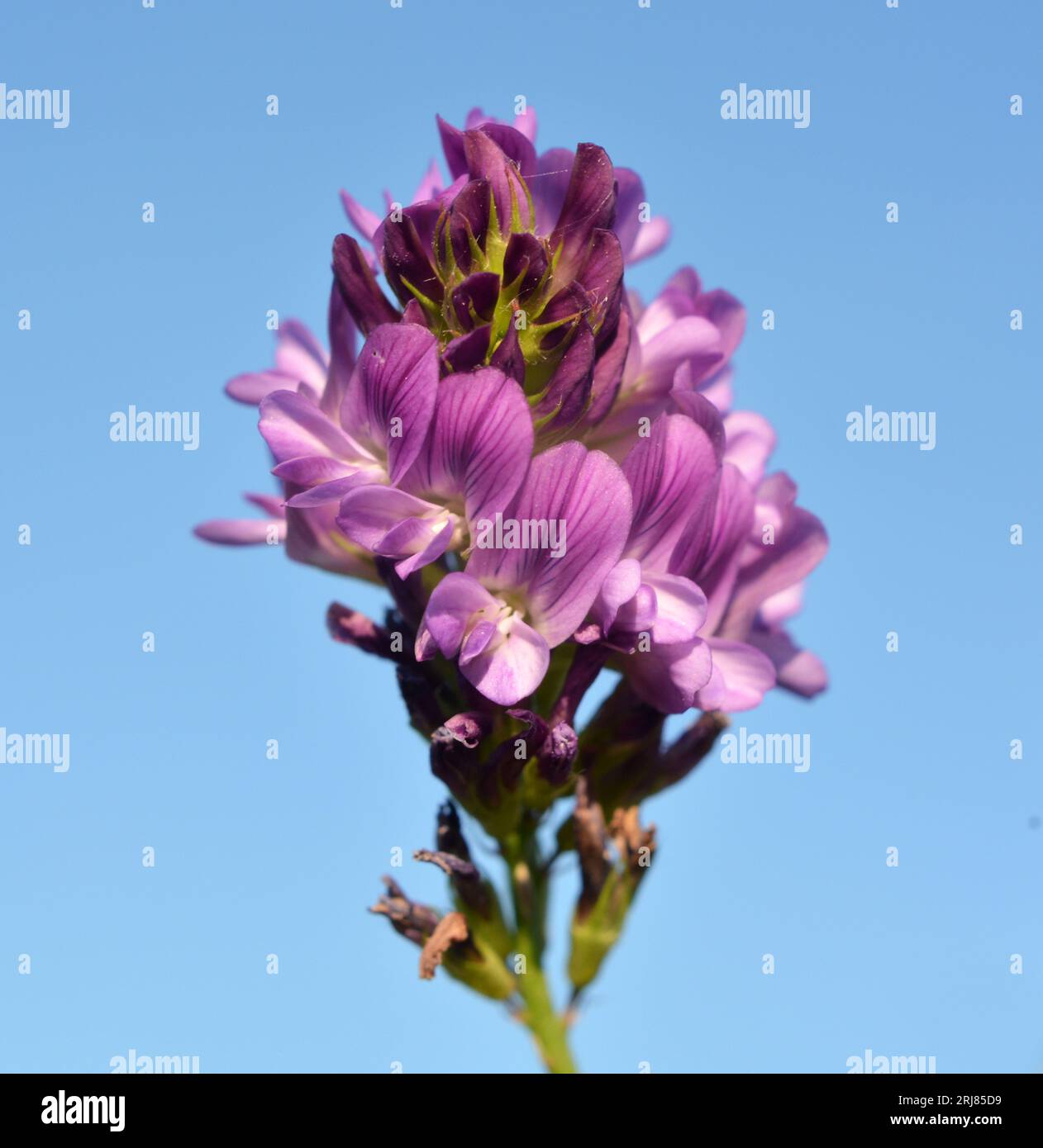 The field is blooming alfalfa, which is a valuable animal feed Stock ...