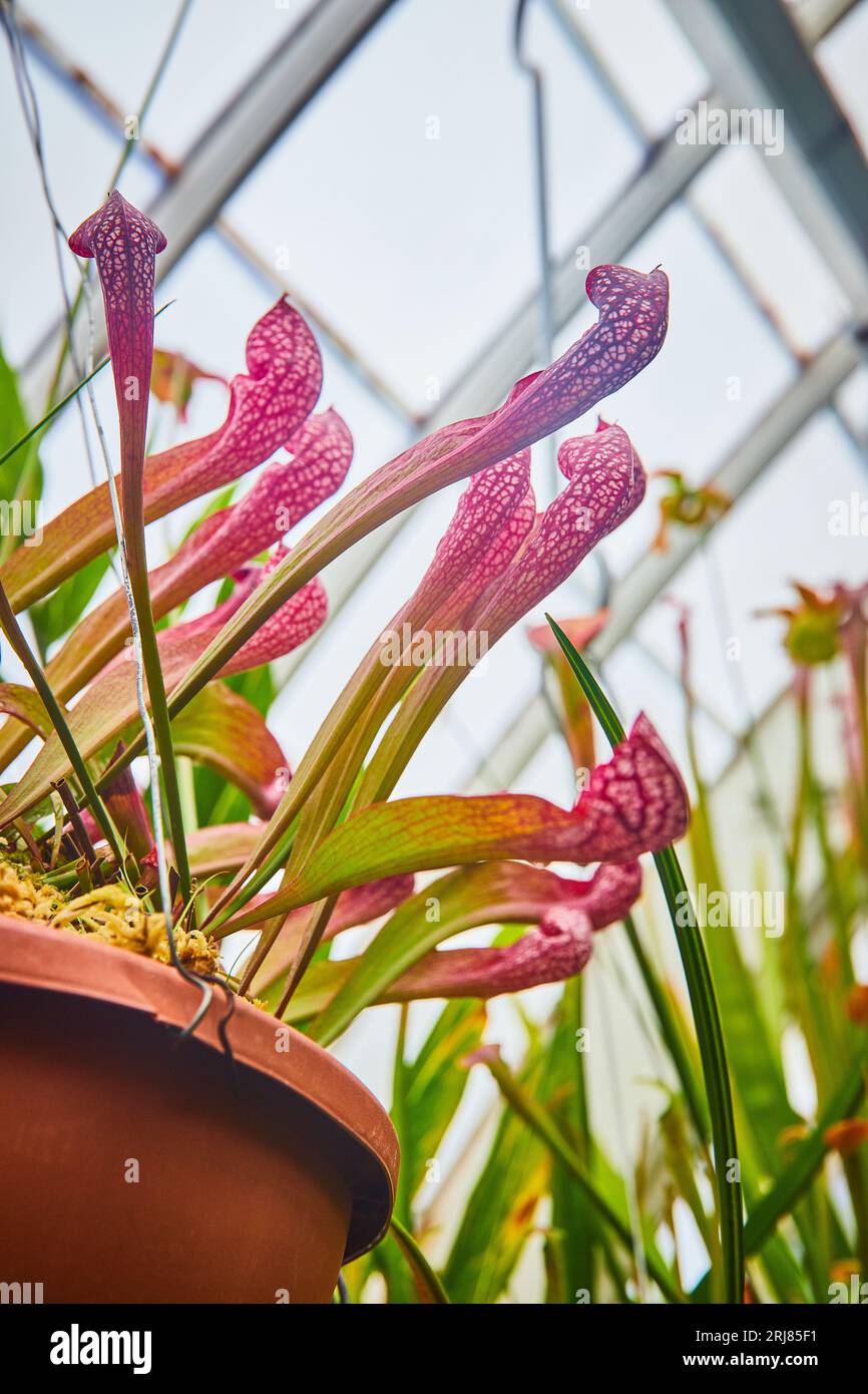 Spotted pitcher plant hi-res stock photography and images - Alamy