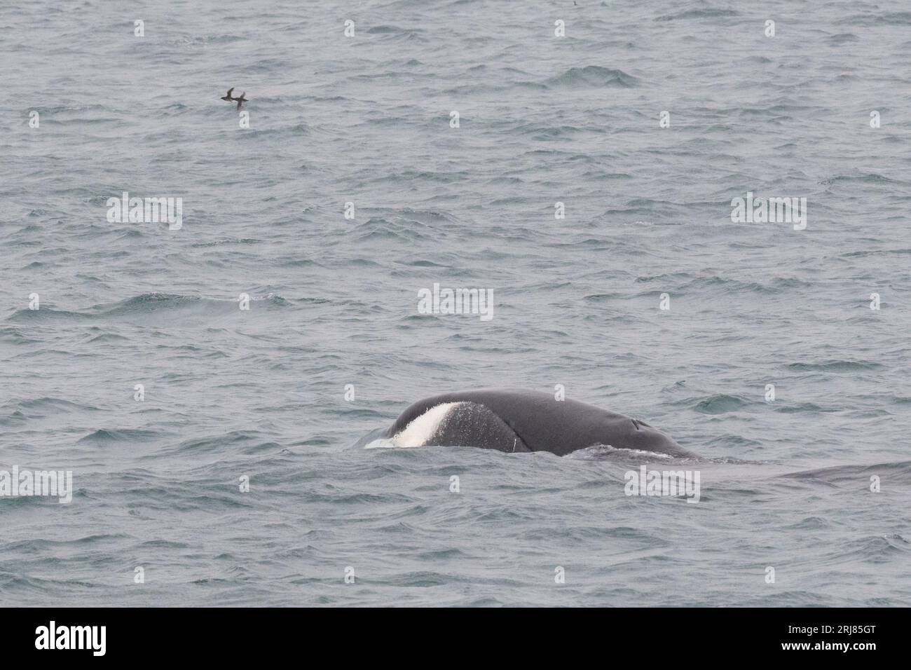 Greenland, Baffin Bay, Cape York about 76° North. Bowhead whale ...