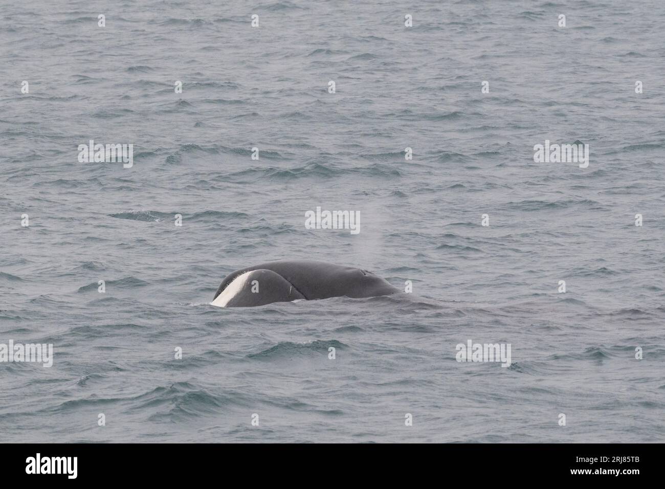 Greenland, Baffin Bay, Cape York about 76° North. Bowhead whale ...