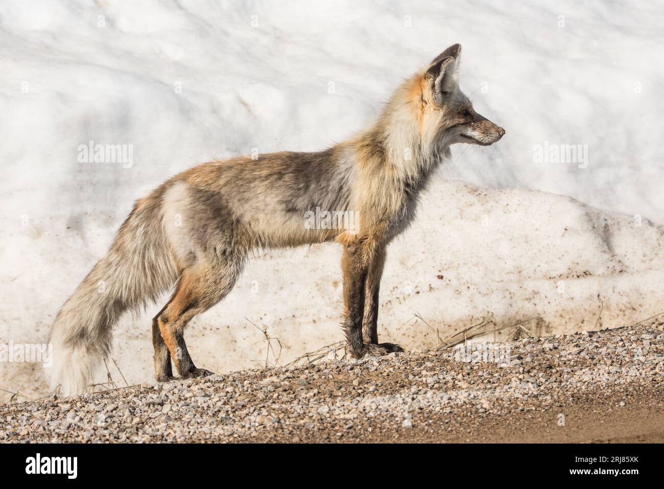 A wild adult red fox captures mice or voles to feed to growing pups in ...