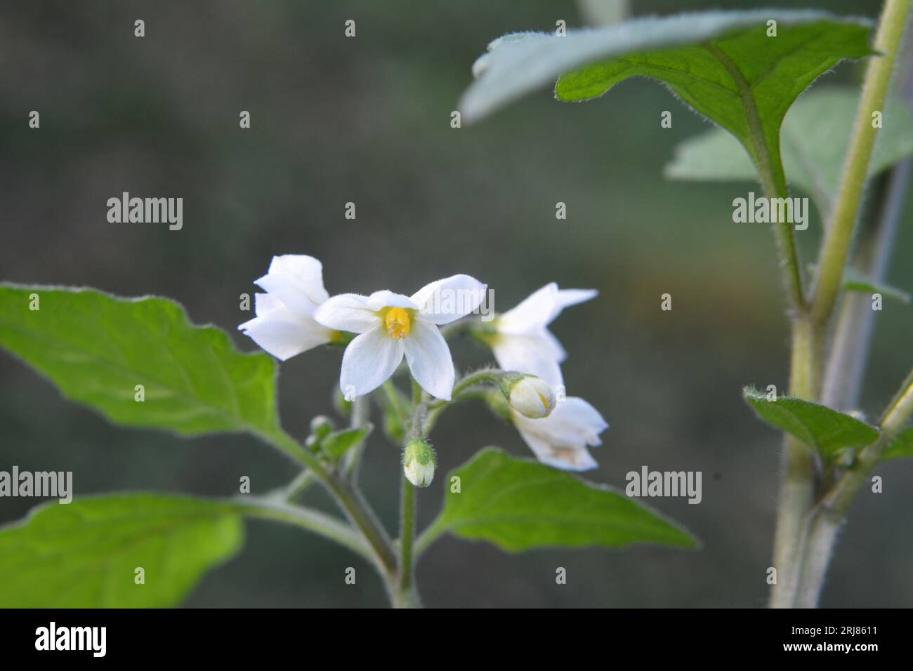 In nature grows plant with poisonous berries nightshade (Solanum nigrum ...