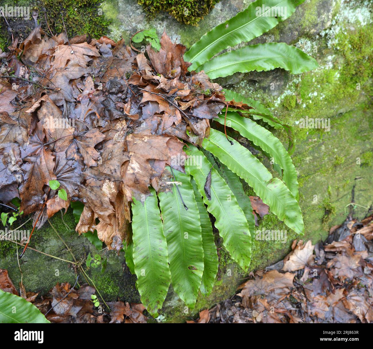 In the wild, ferns of Asplenium scolopendrium grow in the forest Stock ...