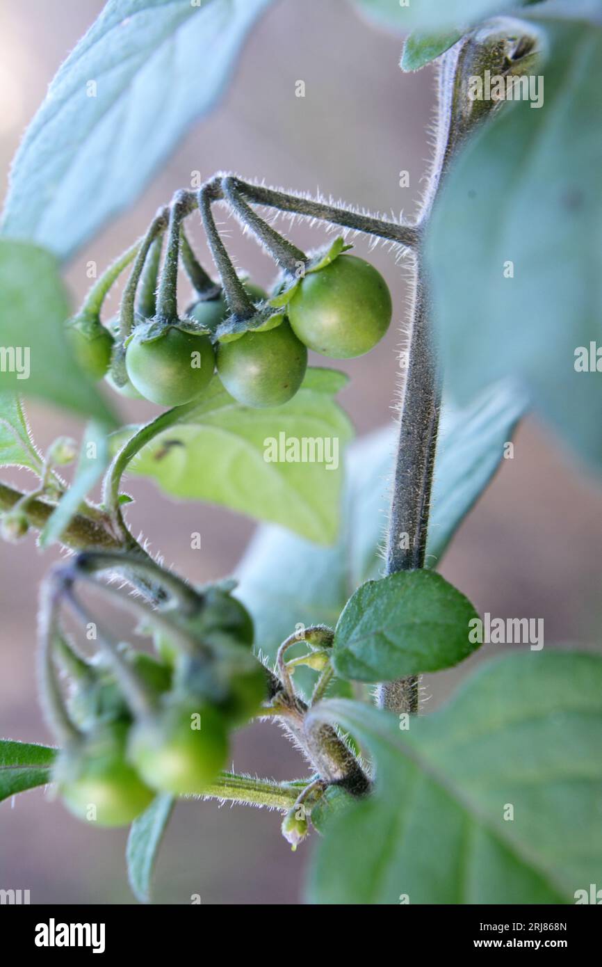 In nature grows plant with poisonous berries nightshade (Solanum nigrum ...