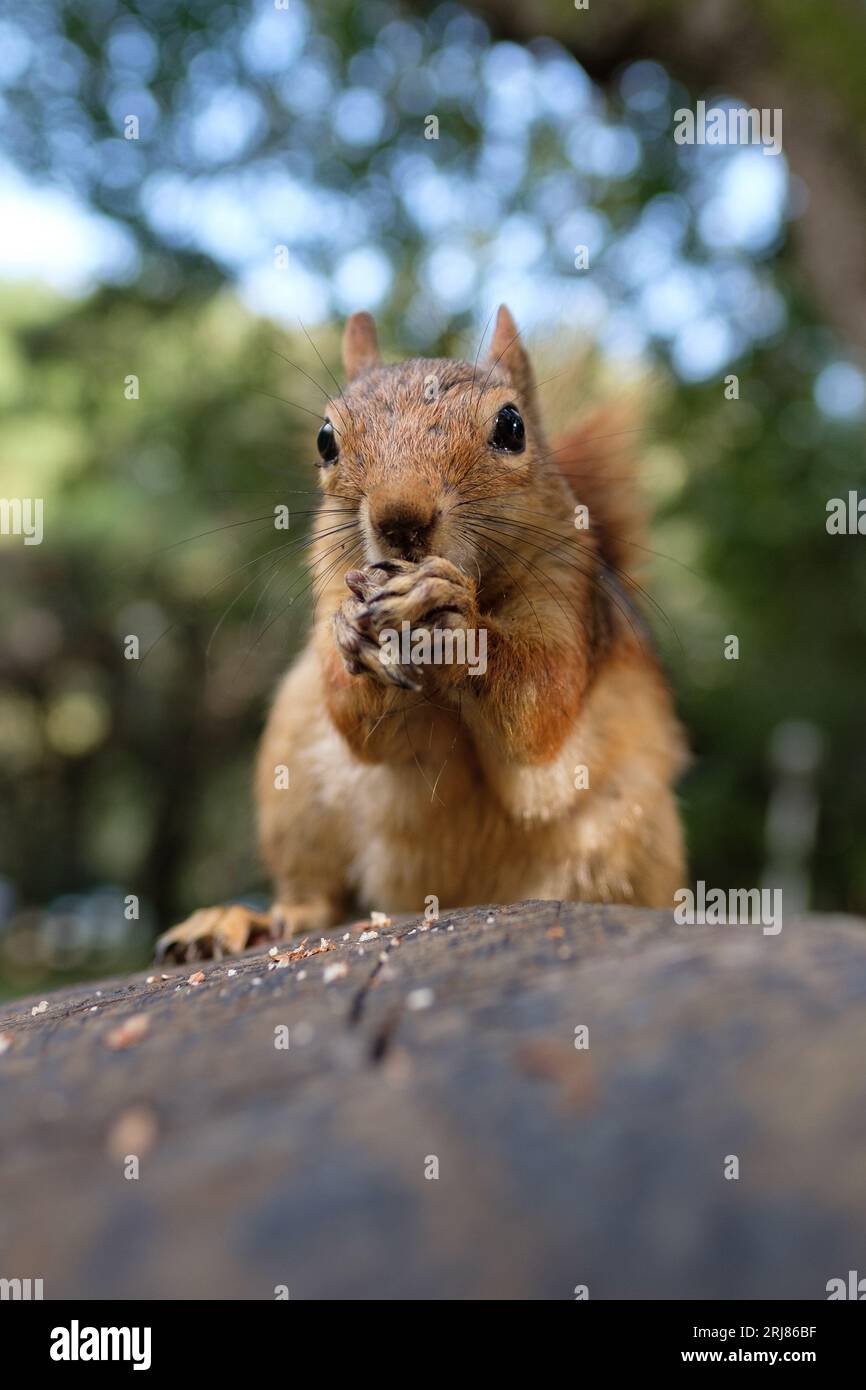 Cute squirrel gets intimate with the camera Stock Photo - Alamy