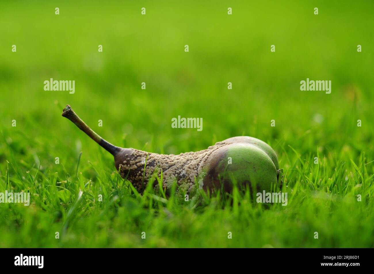 Rotten pear hi-res stock photography and images - Alamy