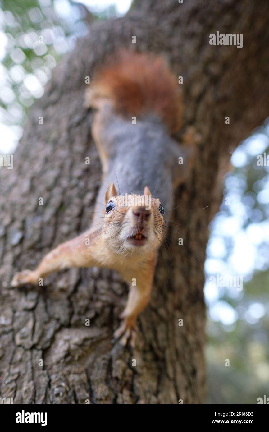 Cute squirrel gets intimate with the camera Stock Photo - Alamy