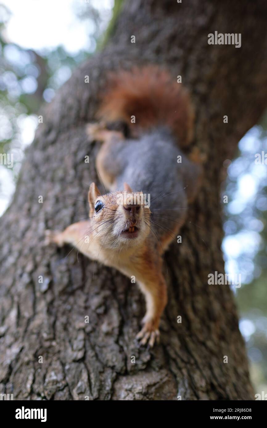 Cute squirrel gets intimate with the camera Stock Photo - Alamy