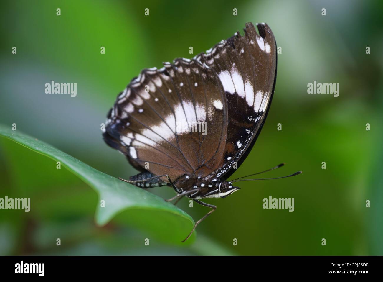 Butterfly closeup macro hi-res stock photography and images - Alamy