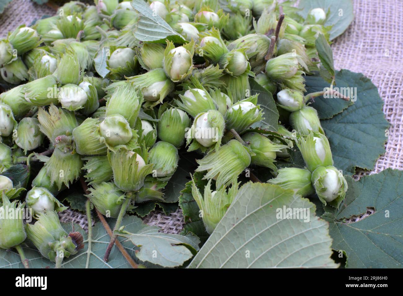 Hazelnuts heap hi-res stock photography and images - Alamy