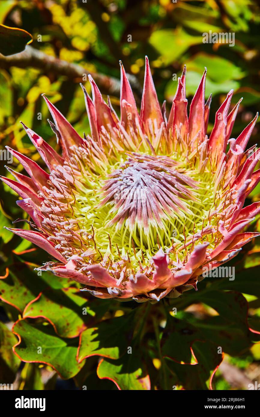 King Protea pink flower with yellow and pink interior macro view Stock ...