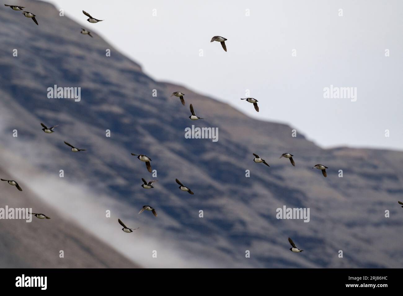North Western Greenland, Thule Bay. Little auk nesting colony aka ...