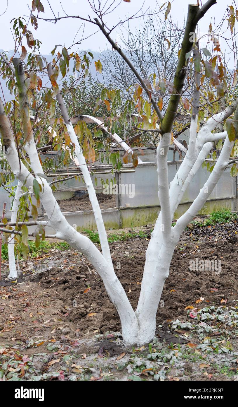 Autumn whitewash of fruit trees in the orchard for protection against ...