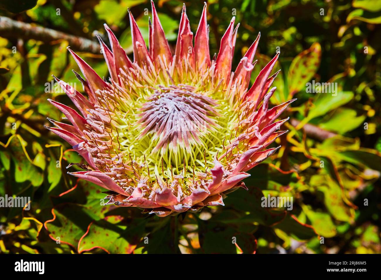 Spindly plants hi-res stock photography and images - Alamy