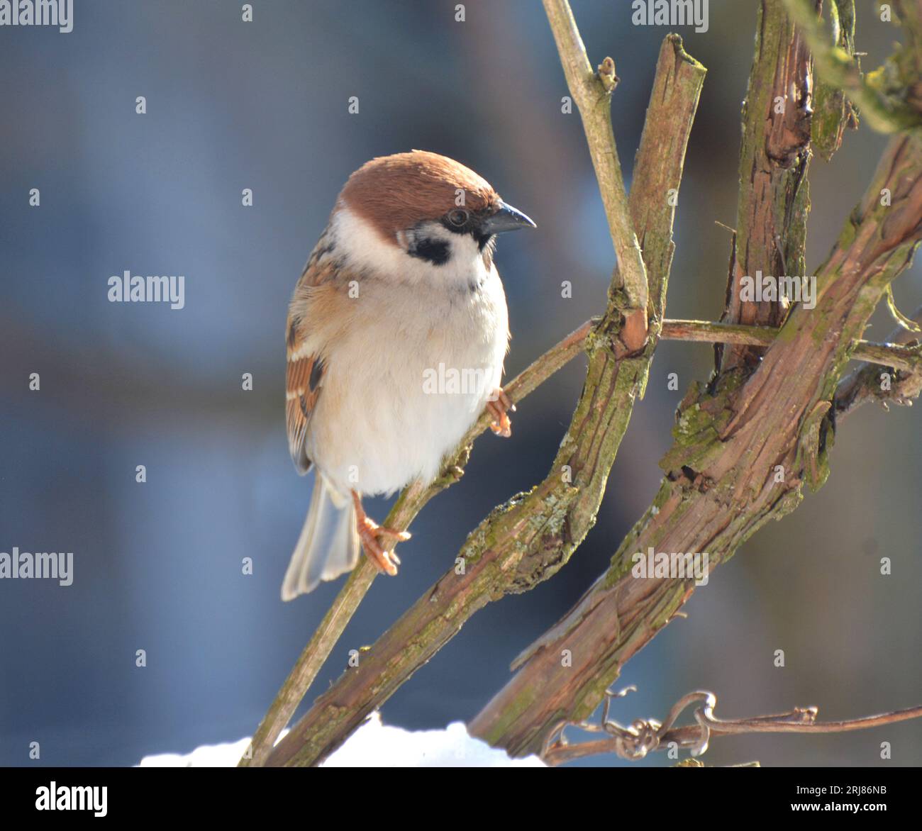 Sparrows on a tree hi-res stock photography and images - Alamy