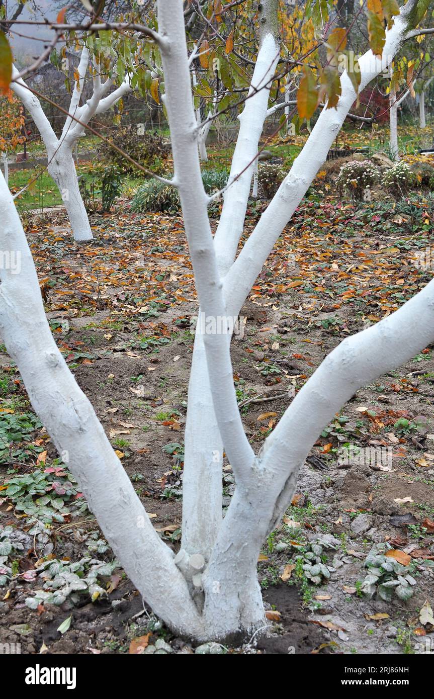 Autumn whitewash of fruit trees in the orchard for protection against ...