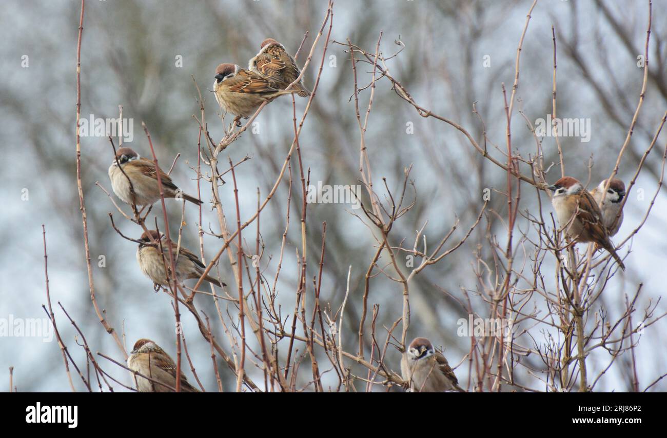 Sparrows on a tree hi-res stock photography and images - Alamy