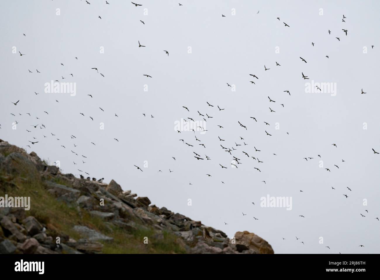 North Western Greenland, Thule Bay. Little auk nesting colony aka ...