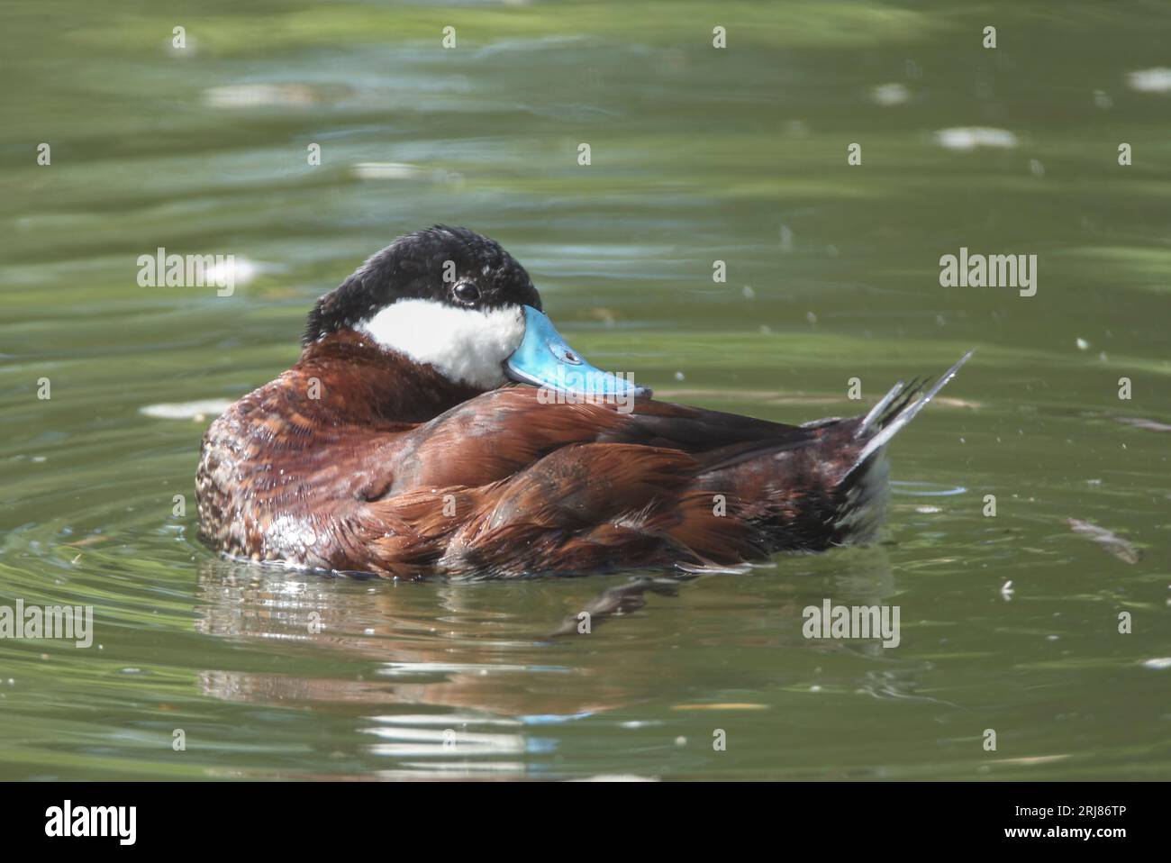 Duck in aviary hi-res stock photography and images - Alamy
