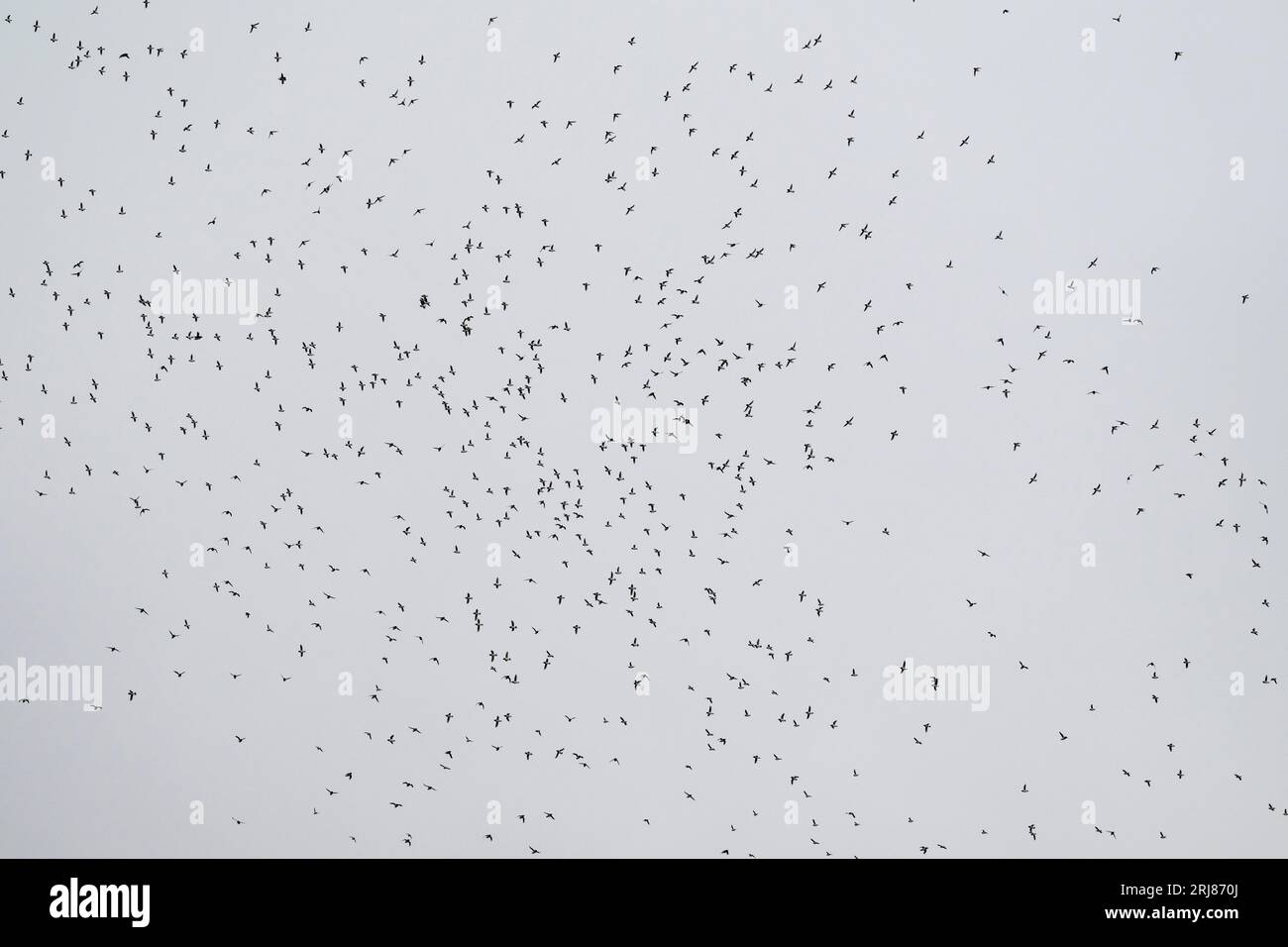 Northwestern Greenland, Thule Bay. Little auk nesting colony. AKA ...