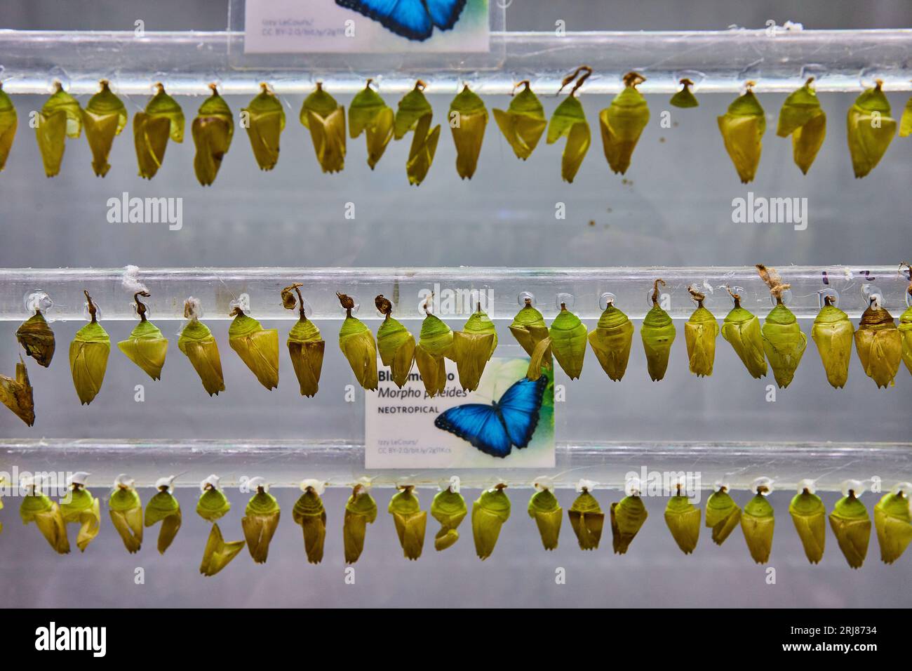 Close up of Blue morpho butterfly species chrysalis hanging on clear ...