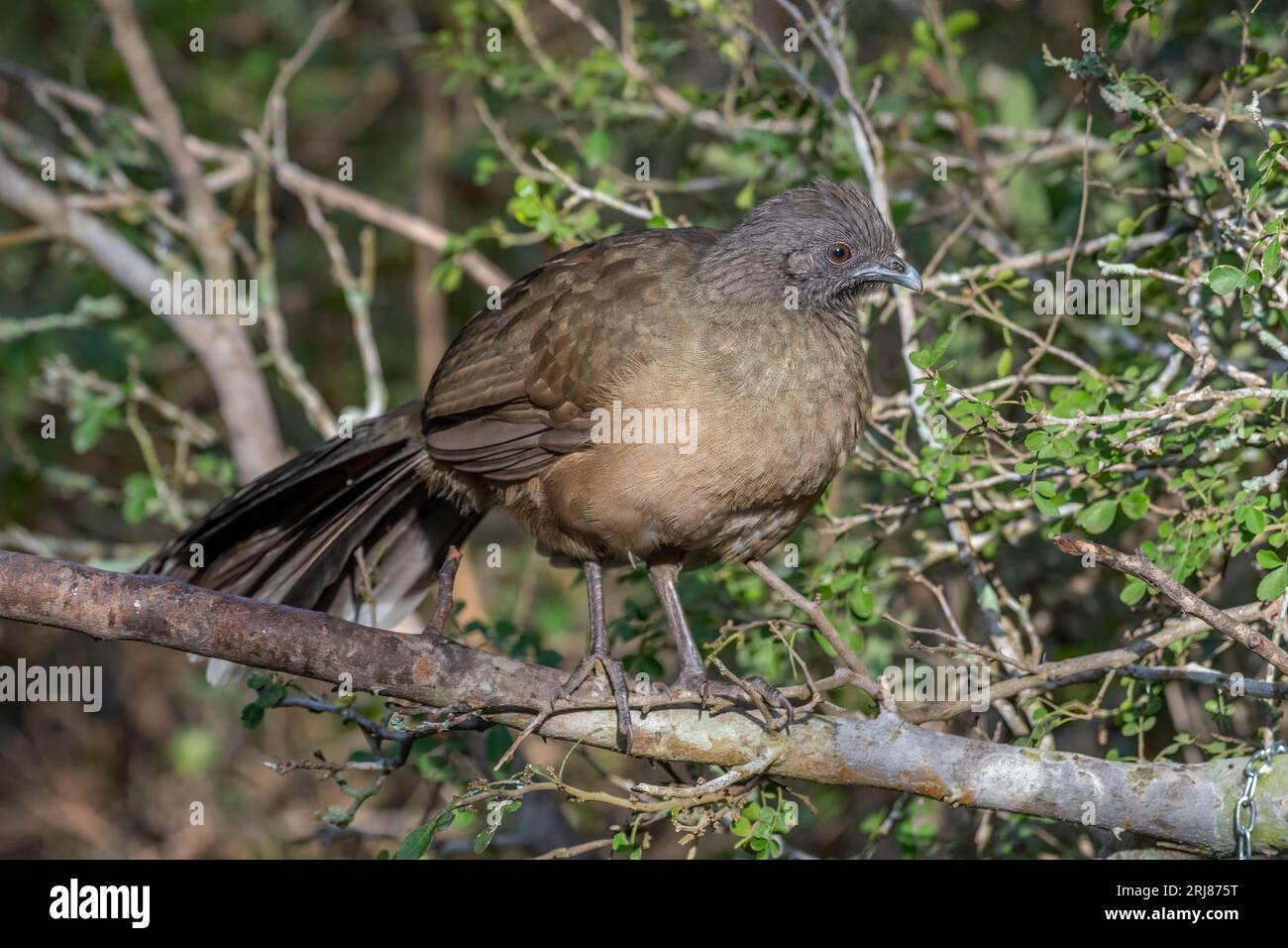 Chaparral bird hi-res stock photography and images - Alamy