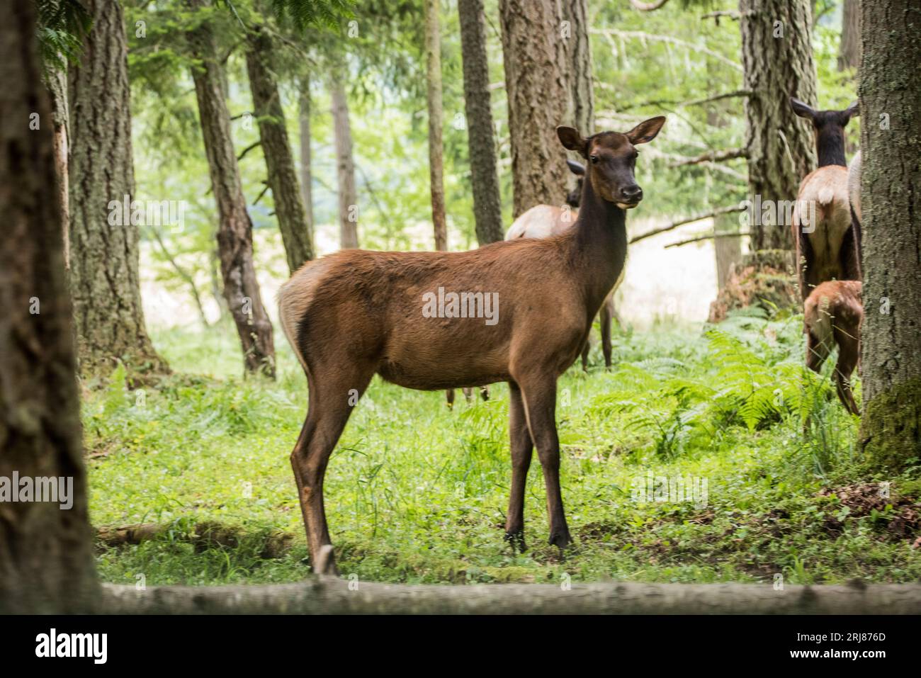 The Roosevelt elk (Cervus canadensis roosevelti), also known commonly ...