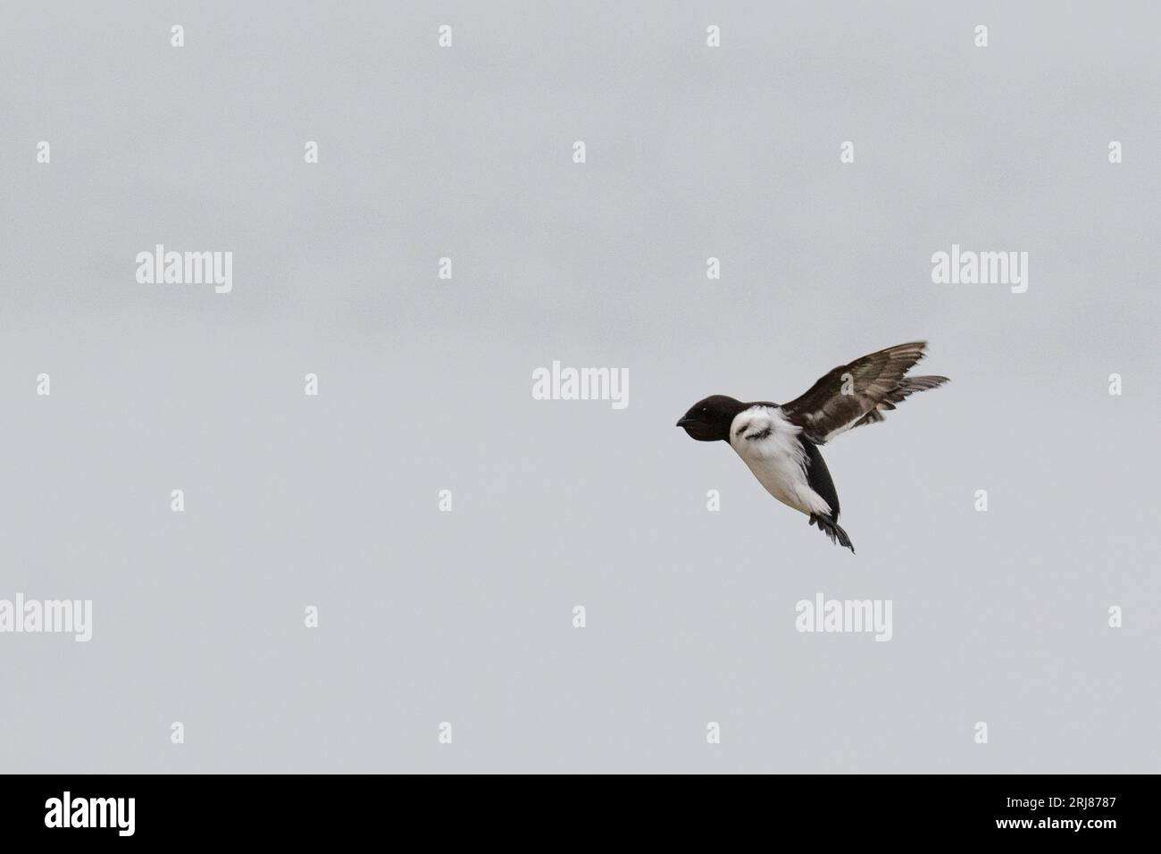 North Western Greenland, Thule Bay. Little auk nesting colony aka ...