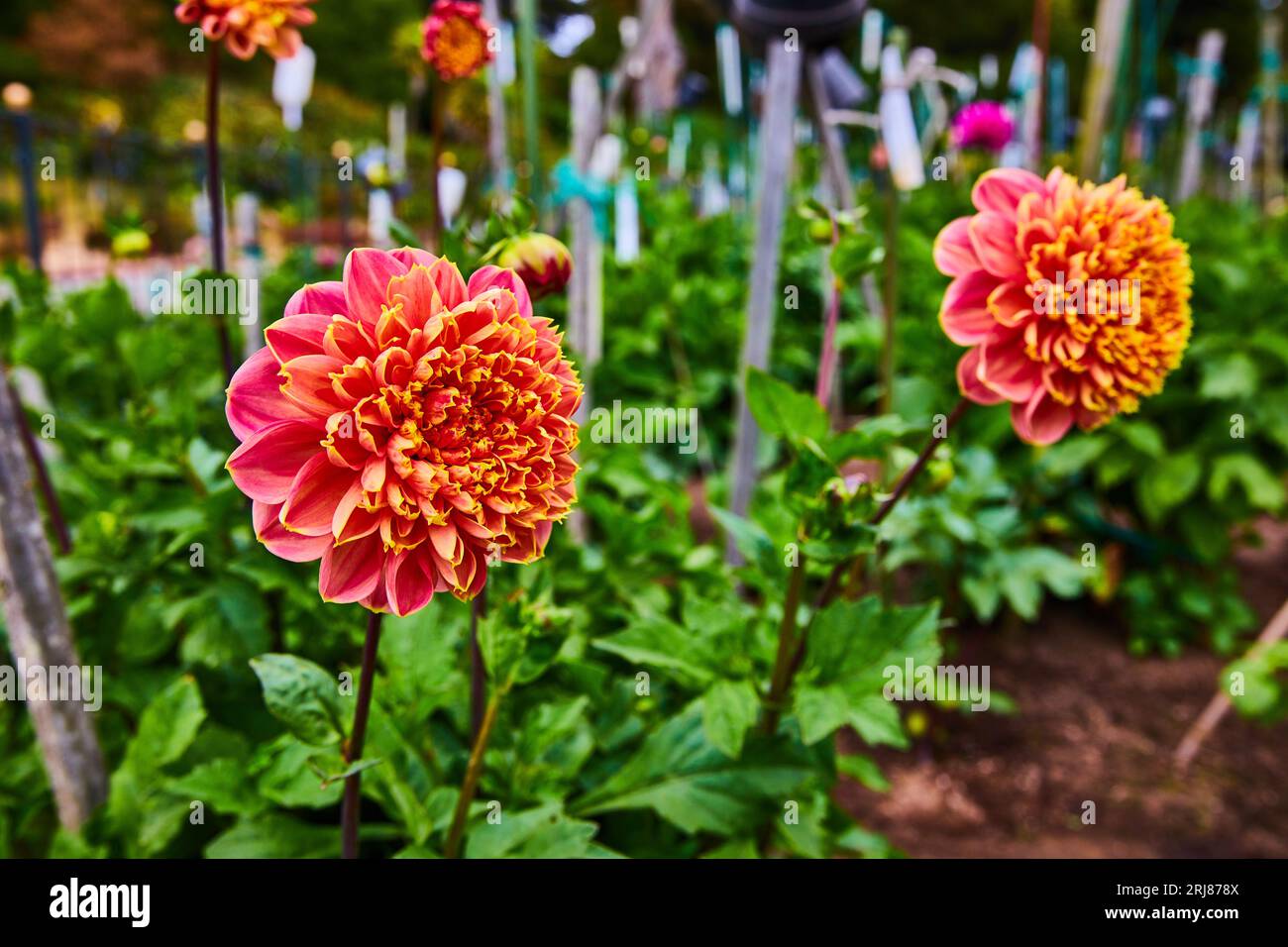 Pink flowers with yellow tips and dark pink center in garden Stock ...